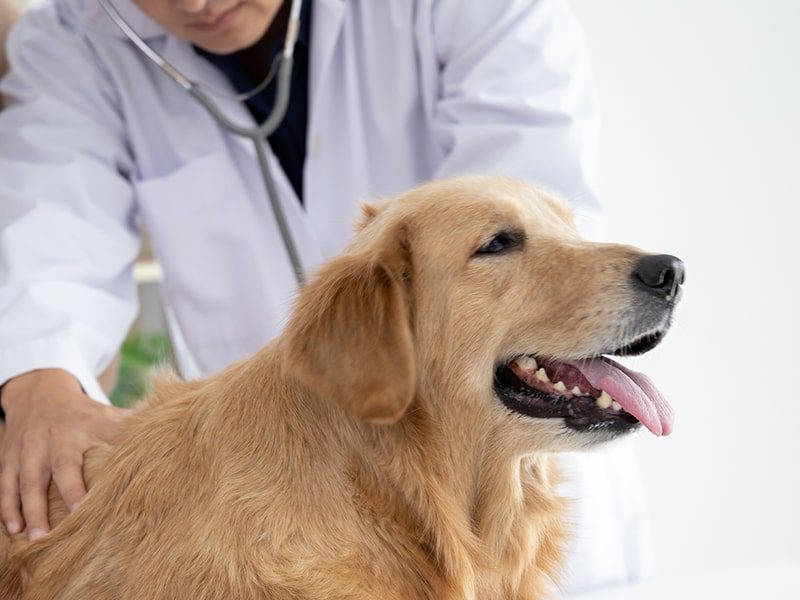 Cuidados com a saúde renal dos pets - Hospital Cão & Gato