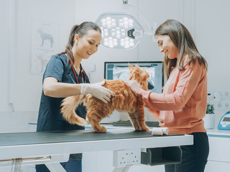 Dermatologia veterinária e cuidados com pets - Hospital Cão & Gato